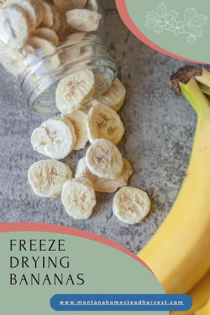 A Guide to Freeze-Drying Bananas | montanahomesteadharvest.com