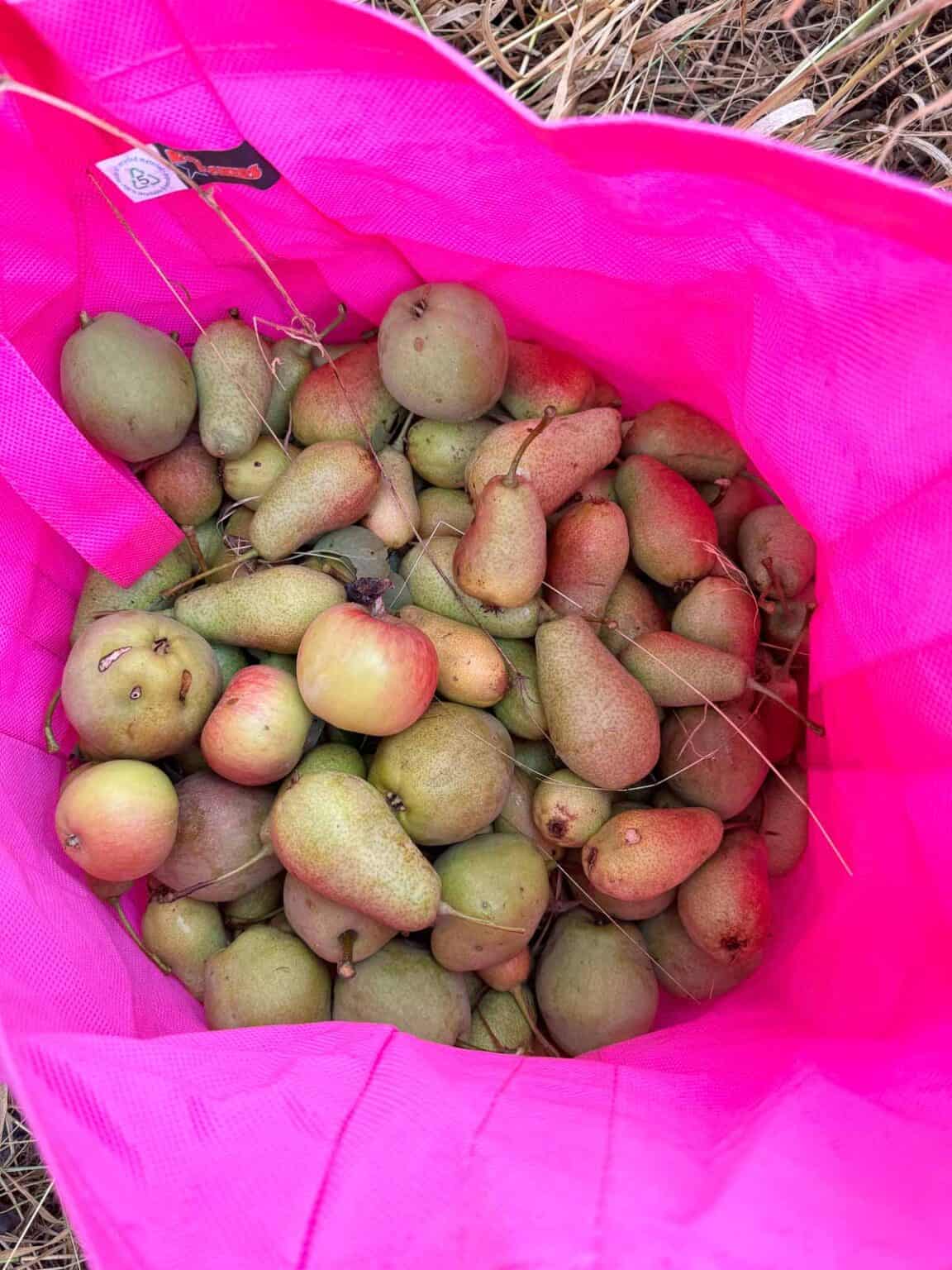 Amazing Homemade Pear Wine | montanahomesteadharvest.com