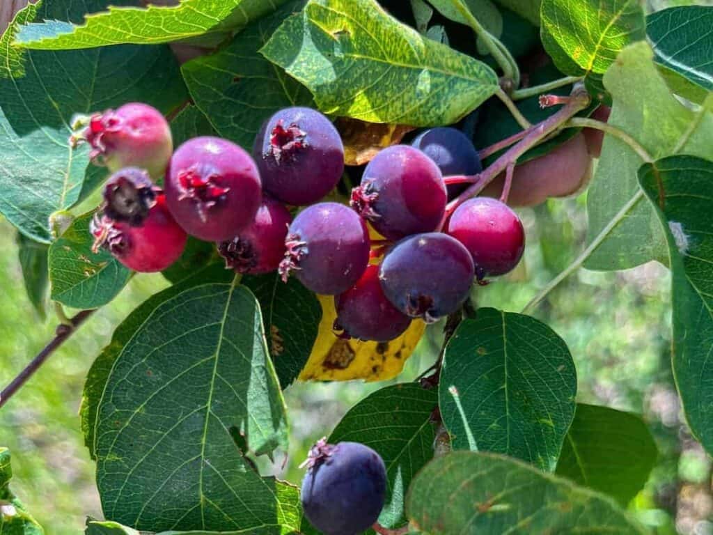 How To Forage and Use Juneberries | montanahomesteadharvest.com
