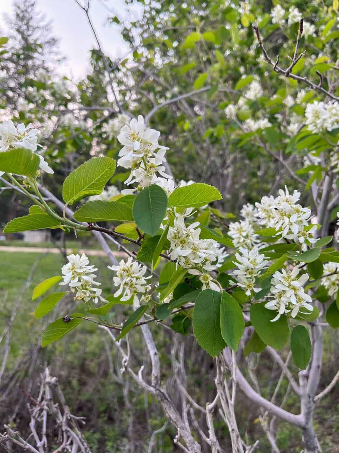 How To Forage and Use Juneberries | montanahomesteadharvest.com