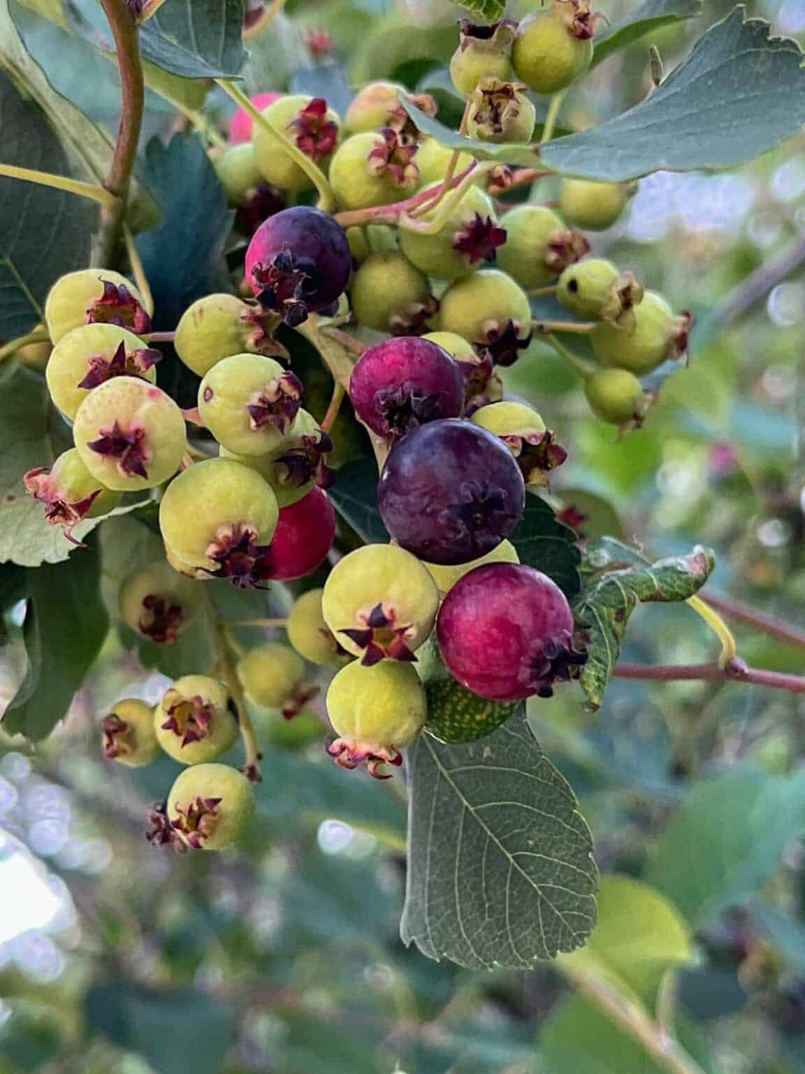 How To Forage and Use Juneberries | montanahomesteadharvest.com