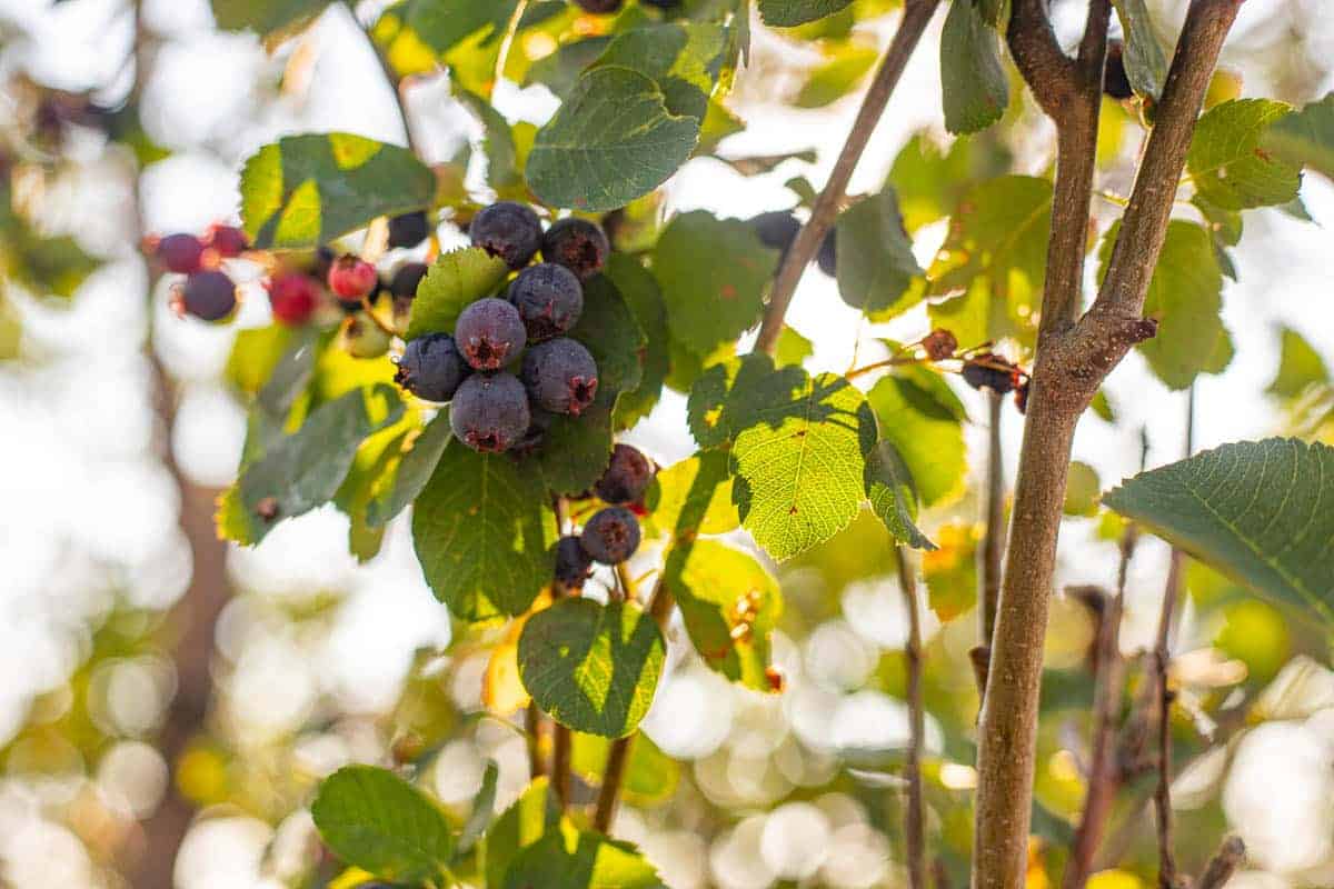 How To Forage and Use Juneberries | montanahomesteadharvest.com