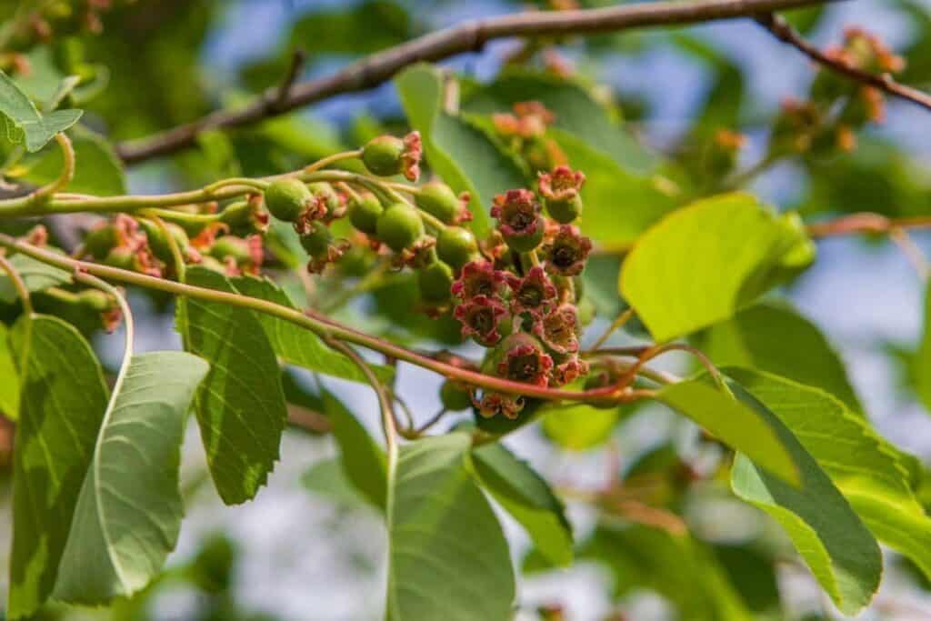 How To Forage and Use Juneberries | montanahomesteadharvest.com