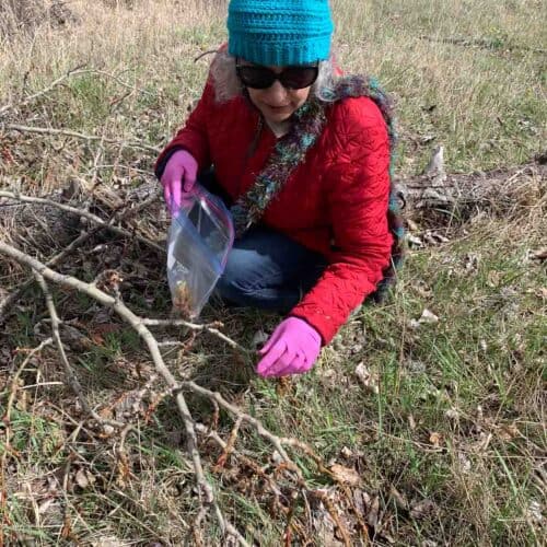 How to Make Balm of Gilead | montanahomesteadharvest.com