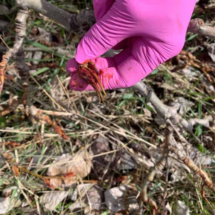 How to Make Balm of Gilead | montanahomesteadharvest.com