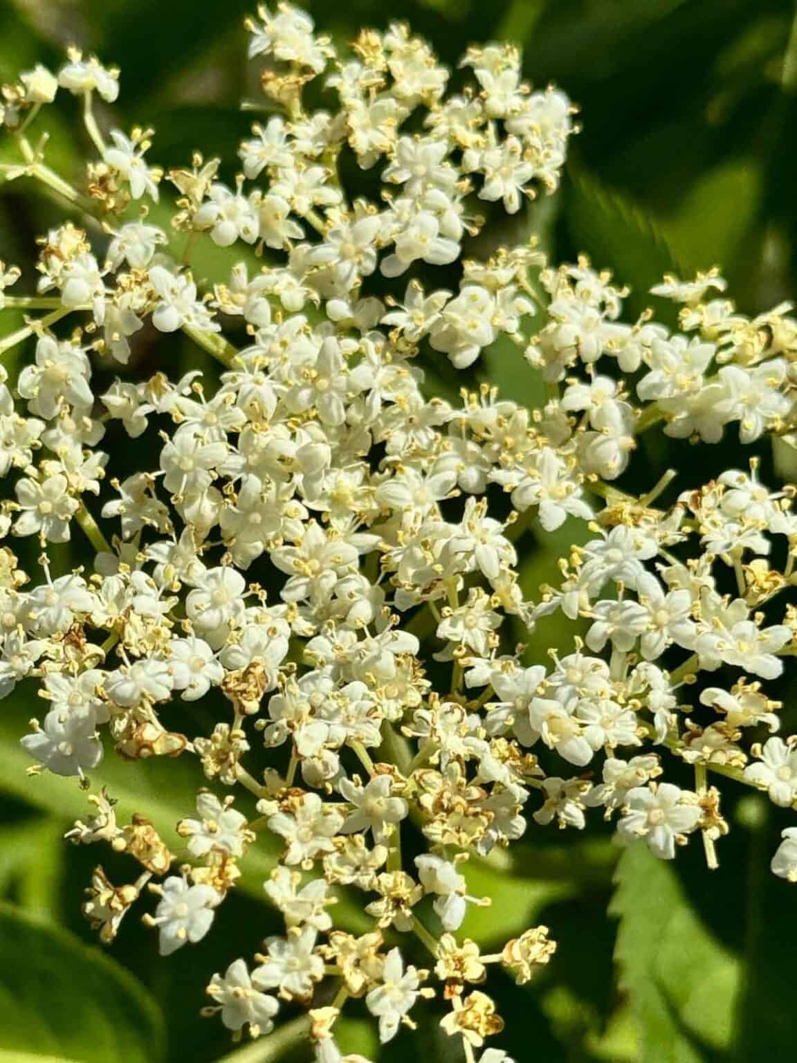 Elderflower Syrup And Cordial | montanahomesteadharvest.com