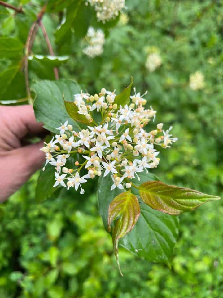 Elderflower Syrup And Cordial | montanahomesteadharvest.com