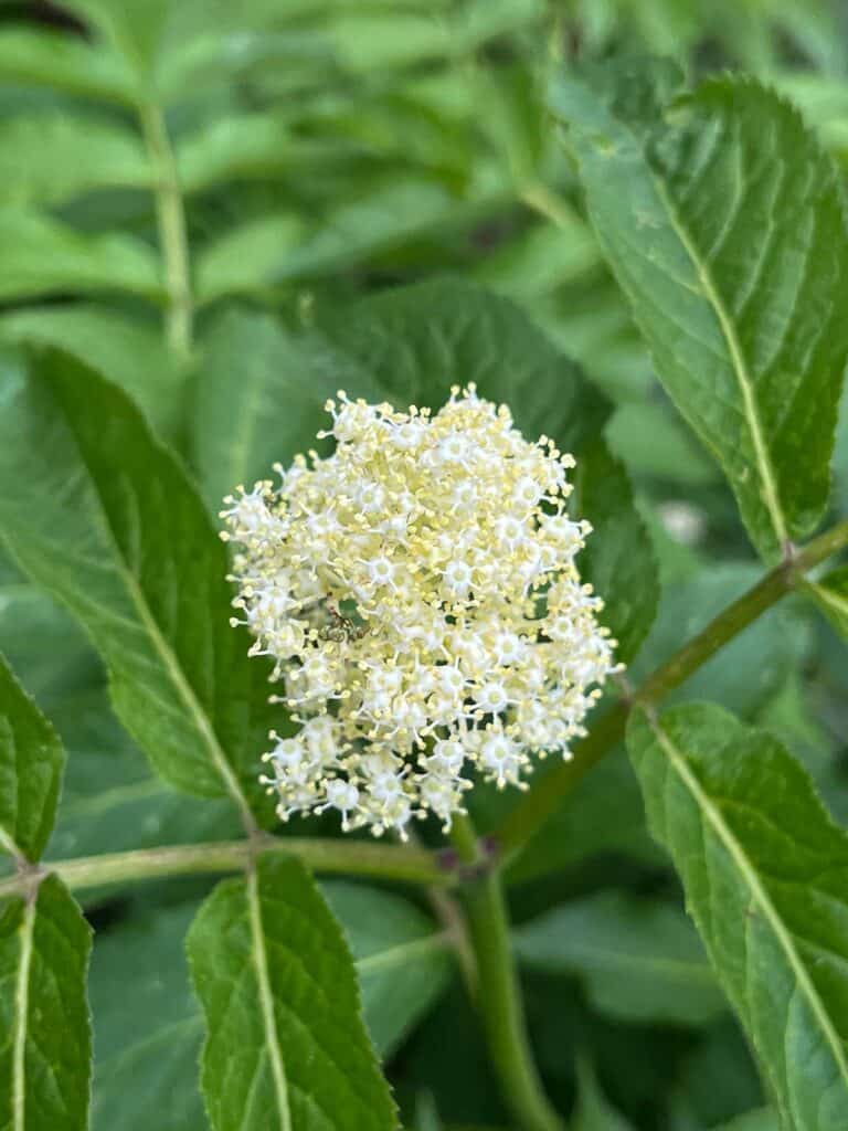 Elderflower Syrup And Cordial | montanahomesteadharvest.com