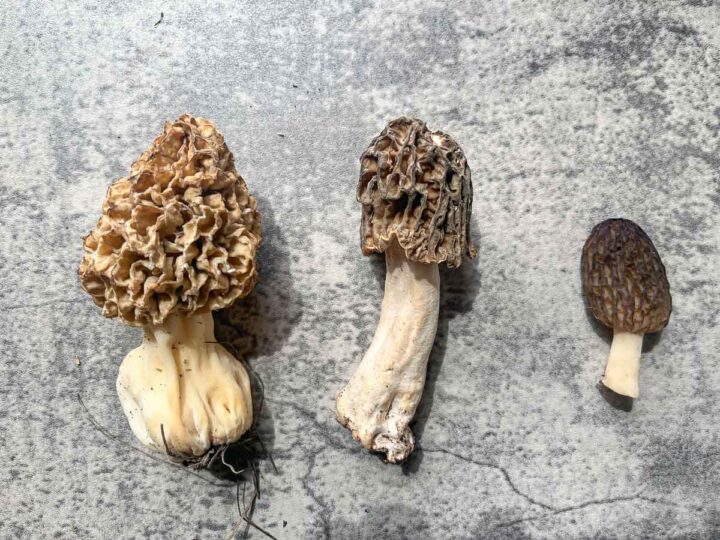 Morel Mushroom Foraging Tips | montanahomesteadharvest.com