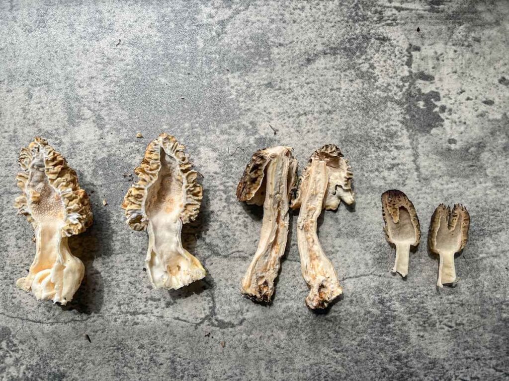 Morel Mushroom Foraging Tips | montanahomesteadharvest.com