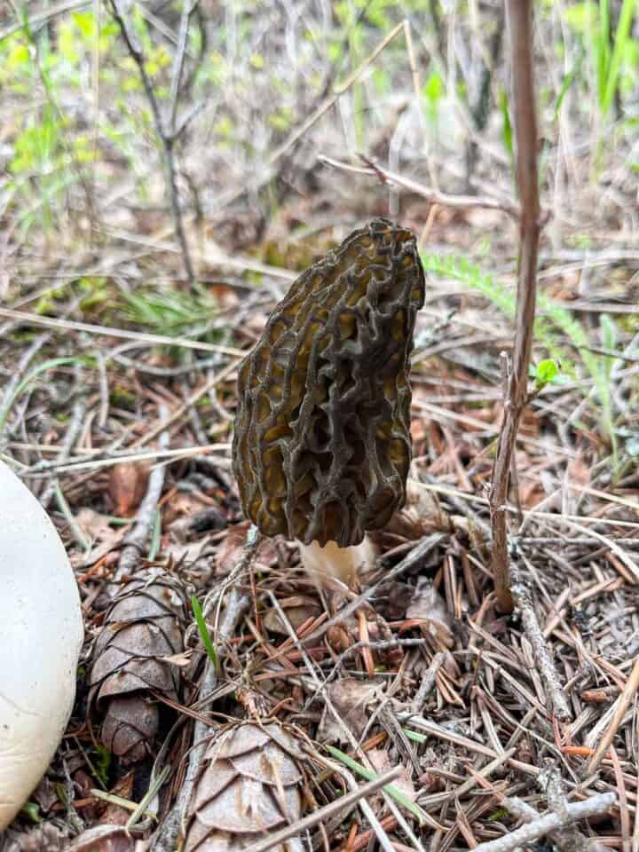 Morel Mushroom Foraging Tips | montanahomesteadharvest.com
