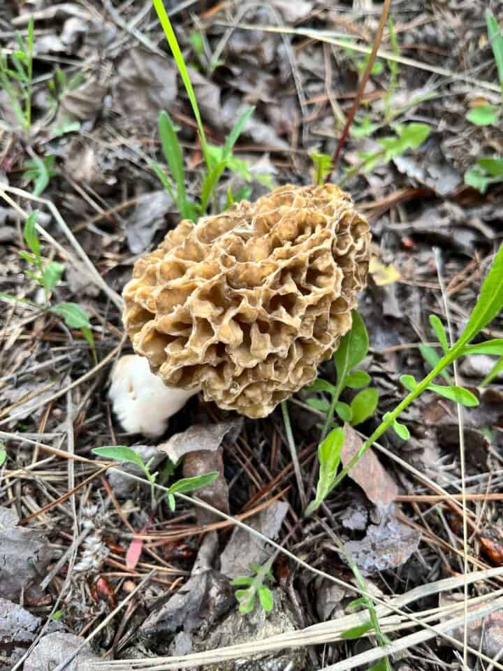Morel Mushroom Foraging Tips | montanahomesteadharvest.com