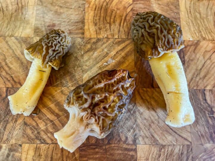 Morel Mushroom Foraging Tips | montanahomesteadharvest.com