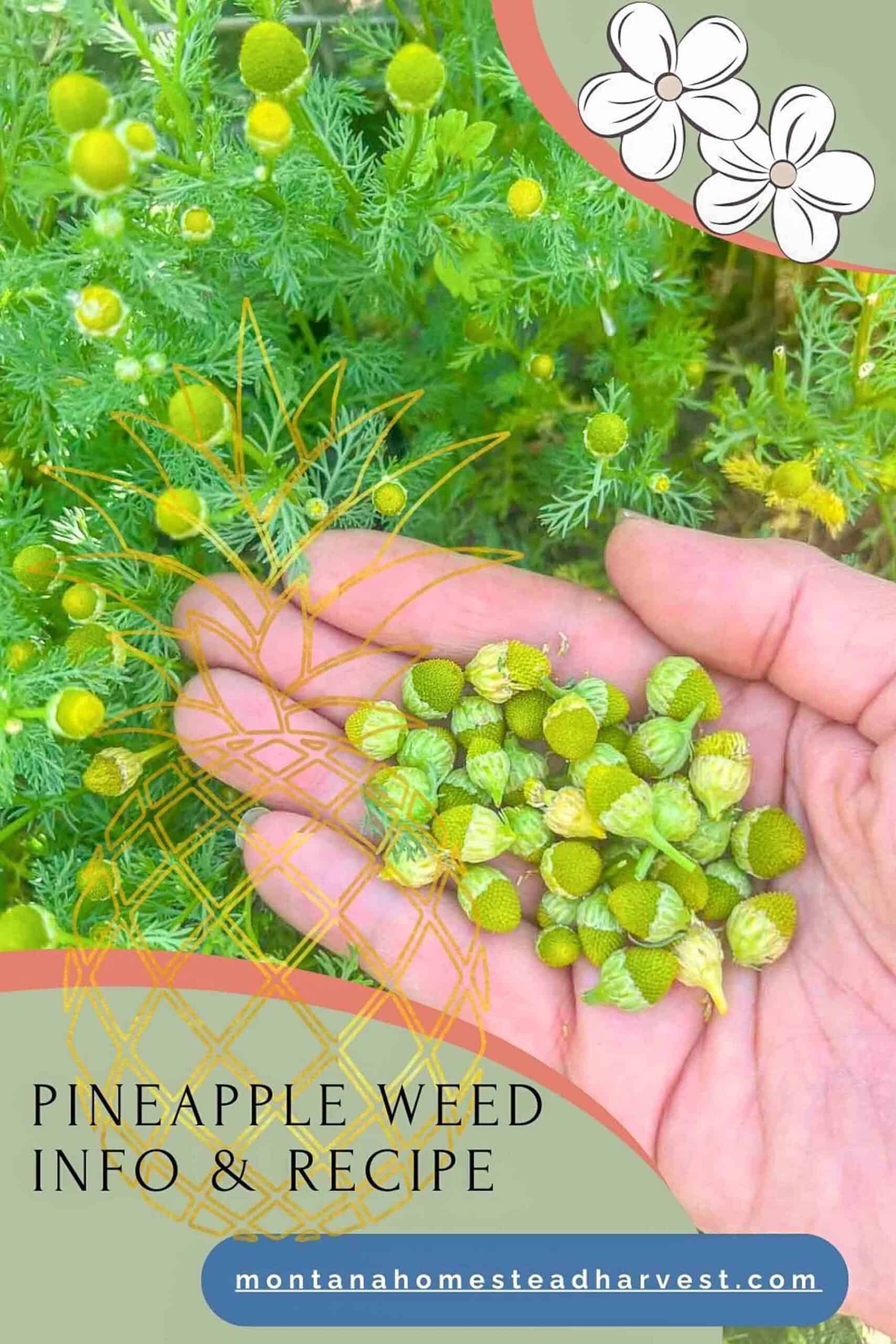 Pineapple Weed (Wild Chamomile) | montanahomesteadharvest.com