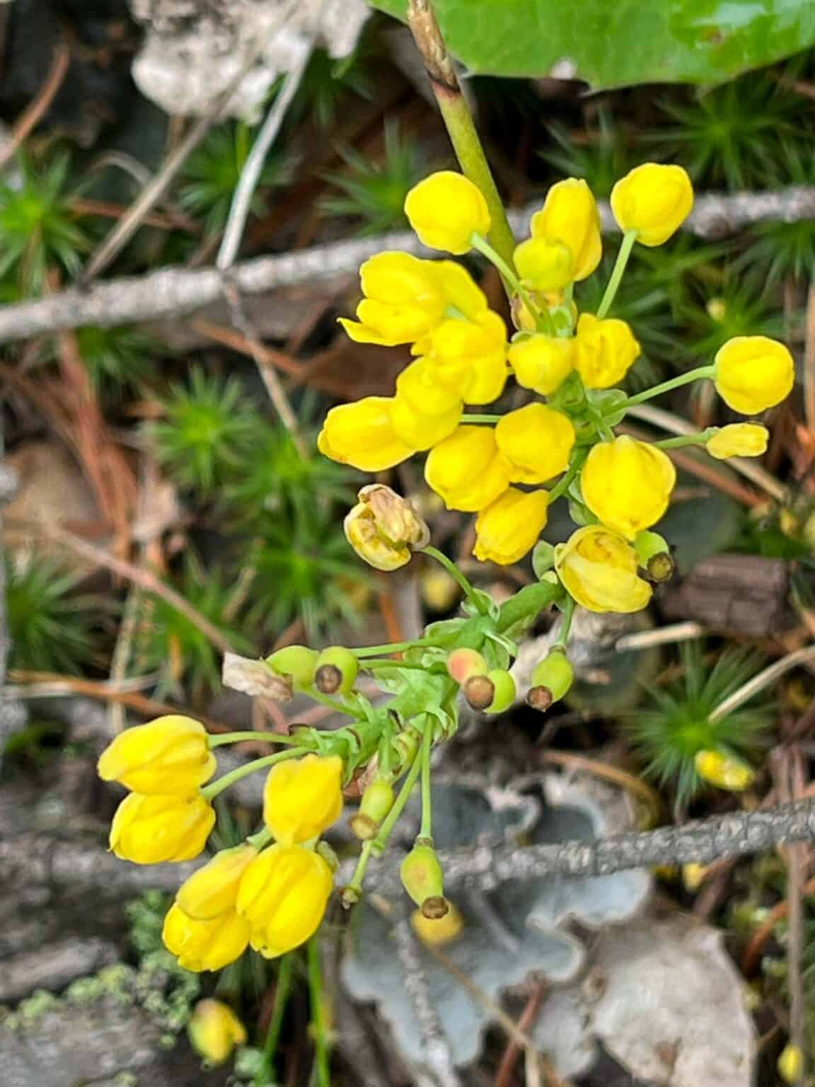 Oregon Grape Syrup Recipe | montanahomesteadharvest.com