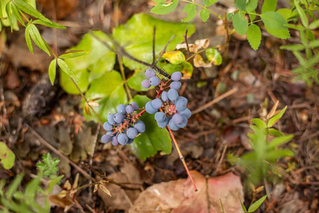 Oregon Grape Syrup Recipe | montanahomesteadharvest.com