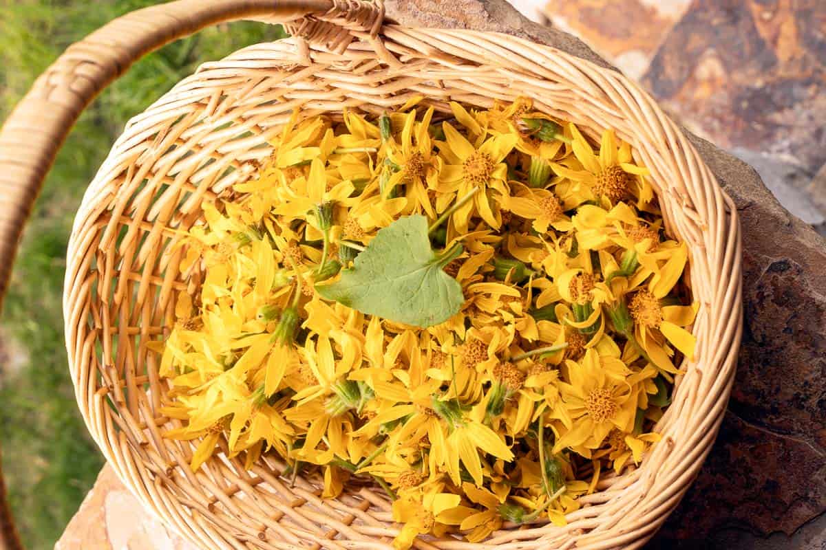 DIY Arnica Salve for Bruises & Muscle Pain | montanahomesteadharvest.com