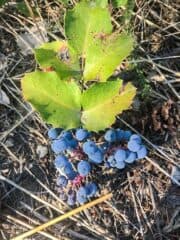 Oregon Grape Jelly | montanahomesteadharvest.com