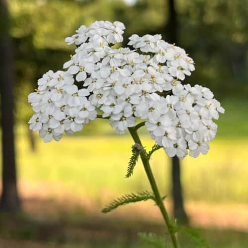 Yarrow Tea: Sip, Soothe, Repeat | montanahomesteadharvest.com