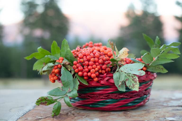 Rowanberries: How to Forage and Use Them | montanahomesteadharvest.com