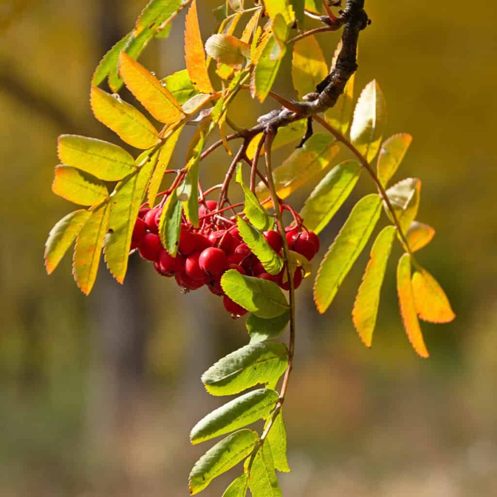 Rowanberries: How to Forage and Use Them | montanahomesteadharvest.com
