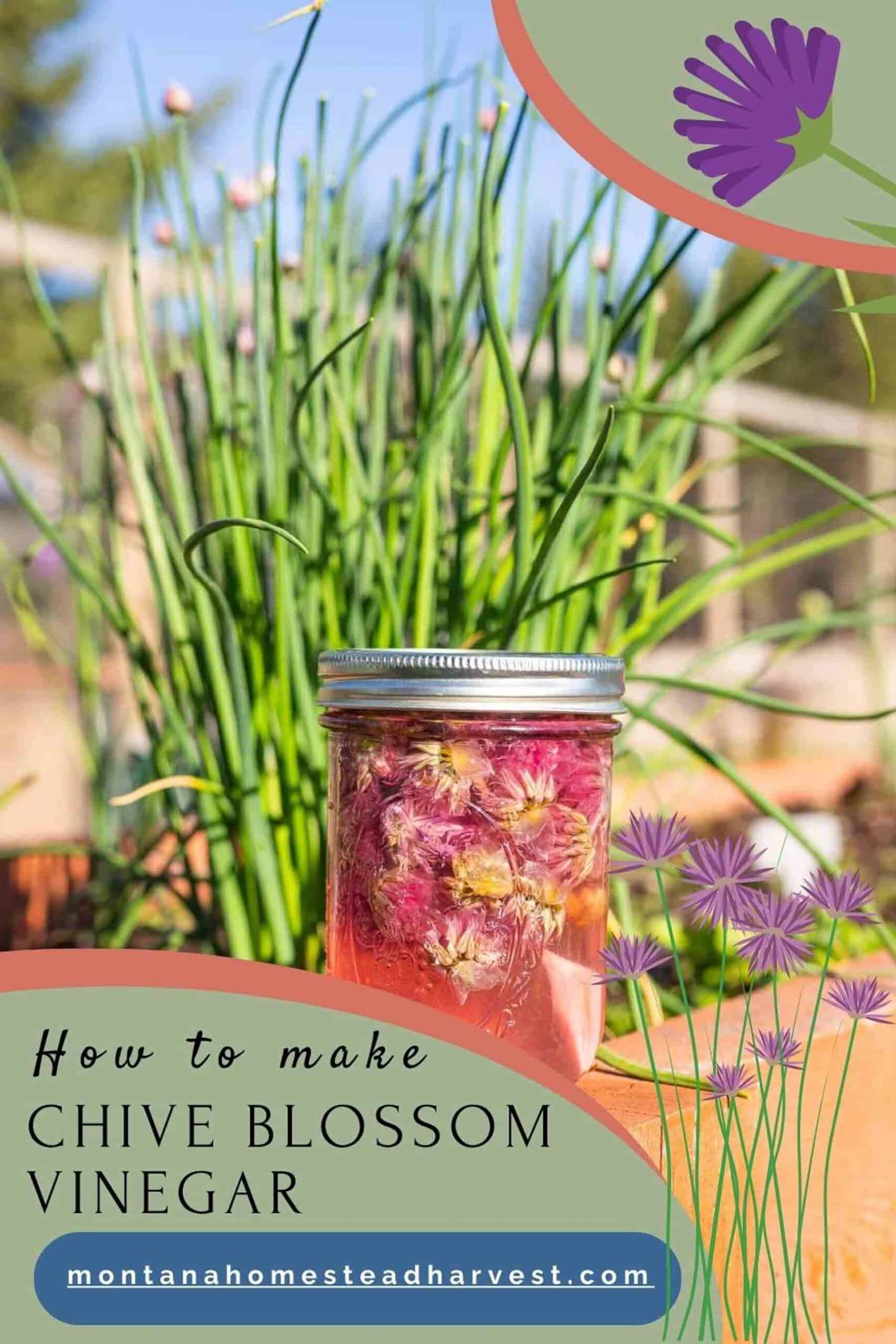 How to Make & Use Chive Blossom Vinegar | montanahomesteadharvest.com