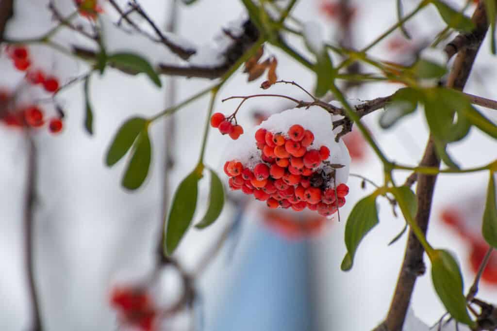 Rowanberries: How to Forage and Use Them | montanahomesteadharvest.com