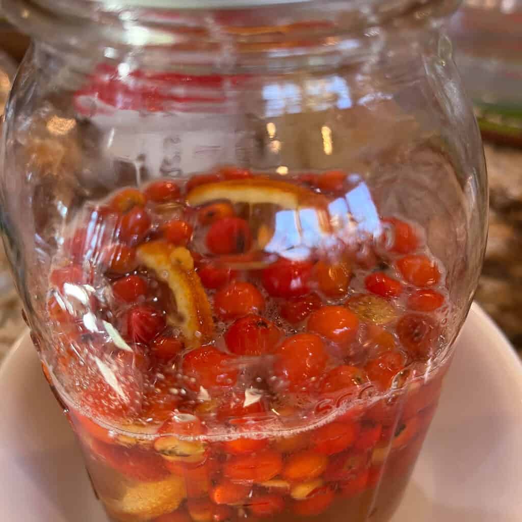 Rowanberries: How to Forage and Use Them | montanahomesteadharvest.com