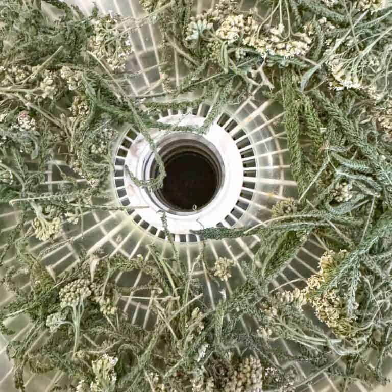 Yarrow Tea: Sip, Soothe, Repeat | montanahomesteadharvest.com