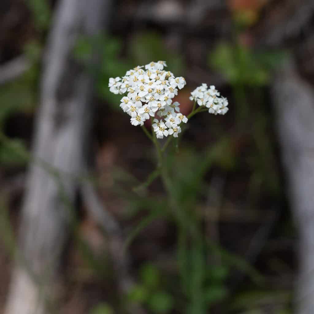 Yarrow Tea: Sip, Soothe, Repeat | montanahomesteadharvest.com