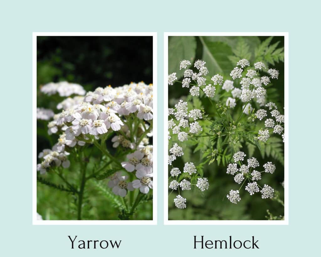 Yarrow Tea: Sip, Soothe, Repeat | montanahomesteadharvest.com