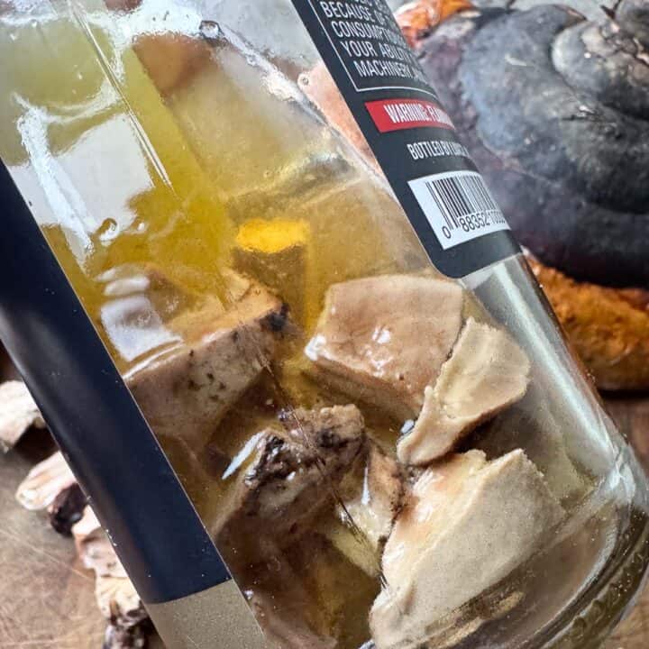 Red Belted Polypore: Identification, Tea, and Tincture ...