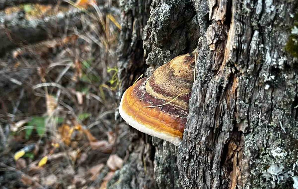 Red Belted Polypore: Identification, Tea, and Tincture ...