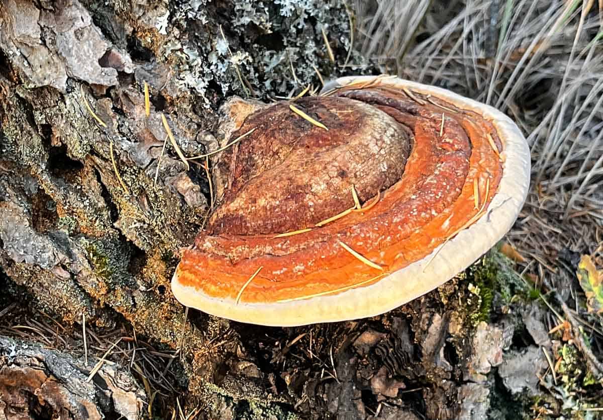 Red Belted Polypore: Identification, Tea, and Tincture ...