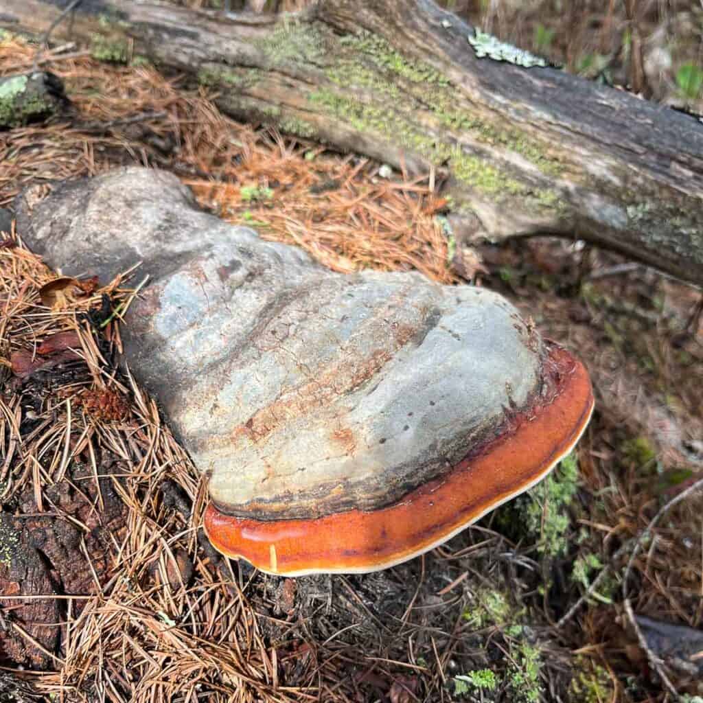Red Belted Polypore: Identification, Tea, and Tincture ...