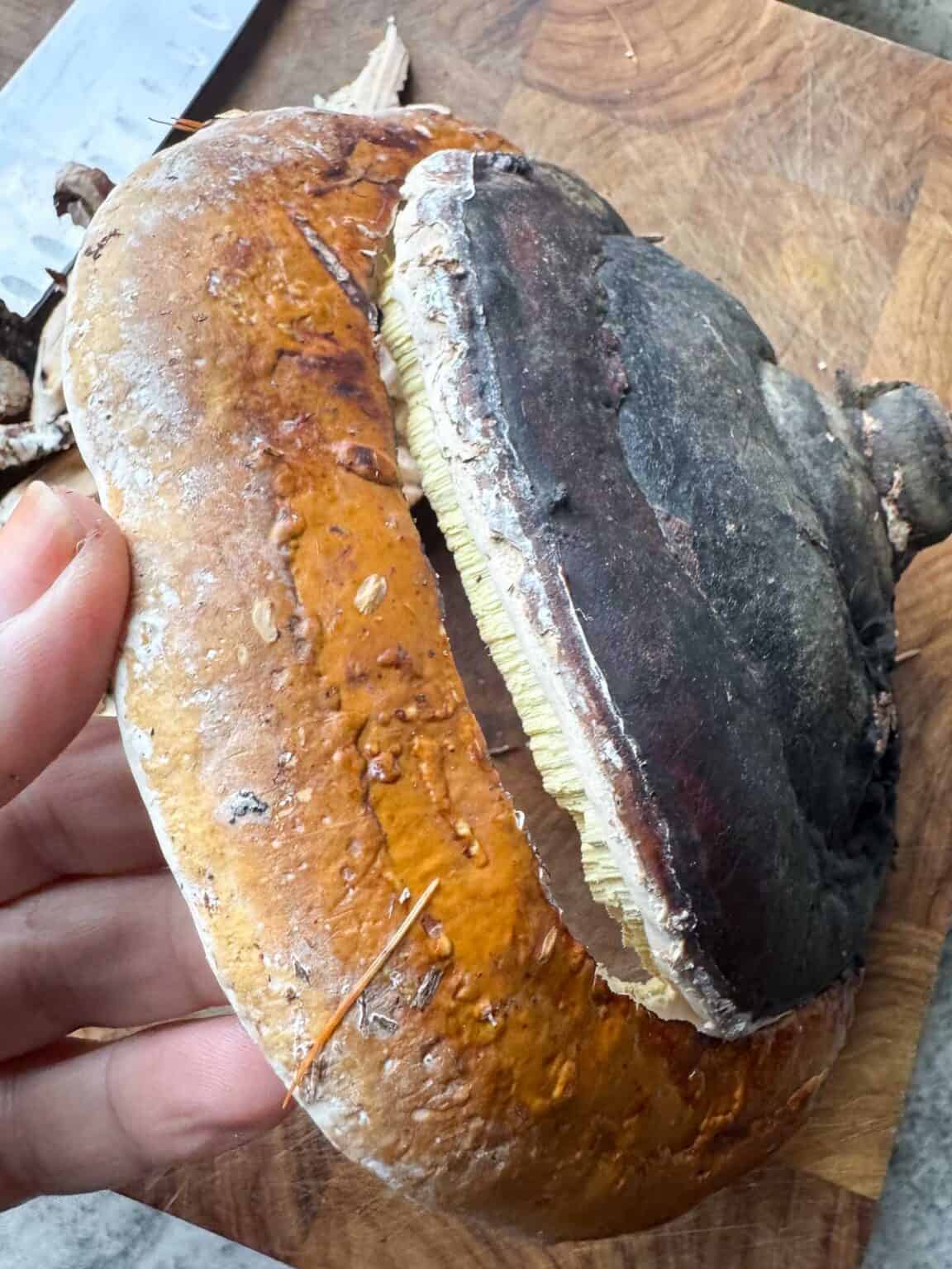 Red Belted Polypore: Identification, Tea, and Tincture ...