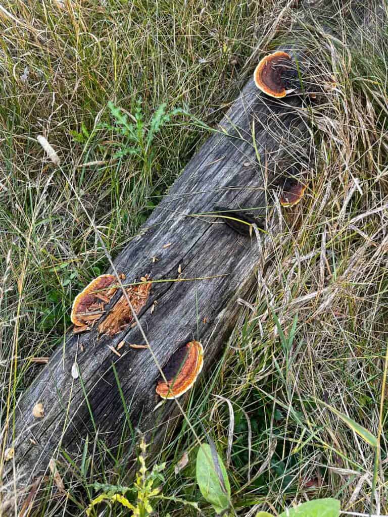 Red Belted Polypore: Identification, Tea, and Tincture ...