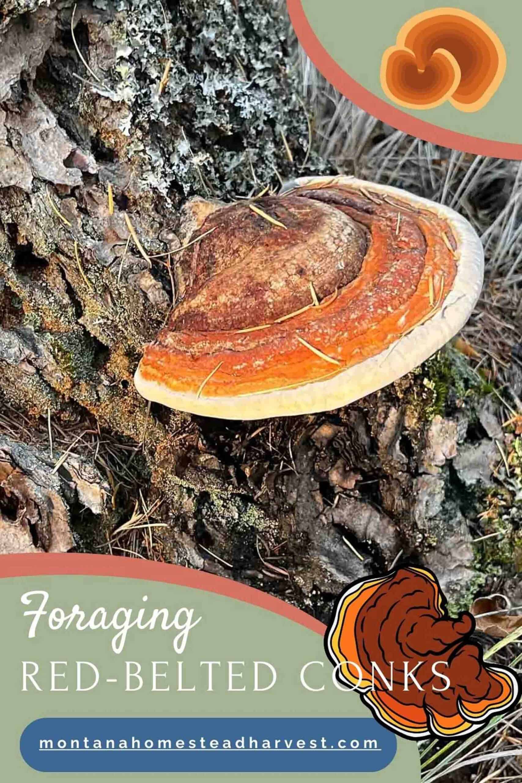 Red Belted Polypore: Identification, Tea, and Tincture ...