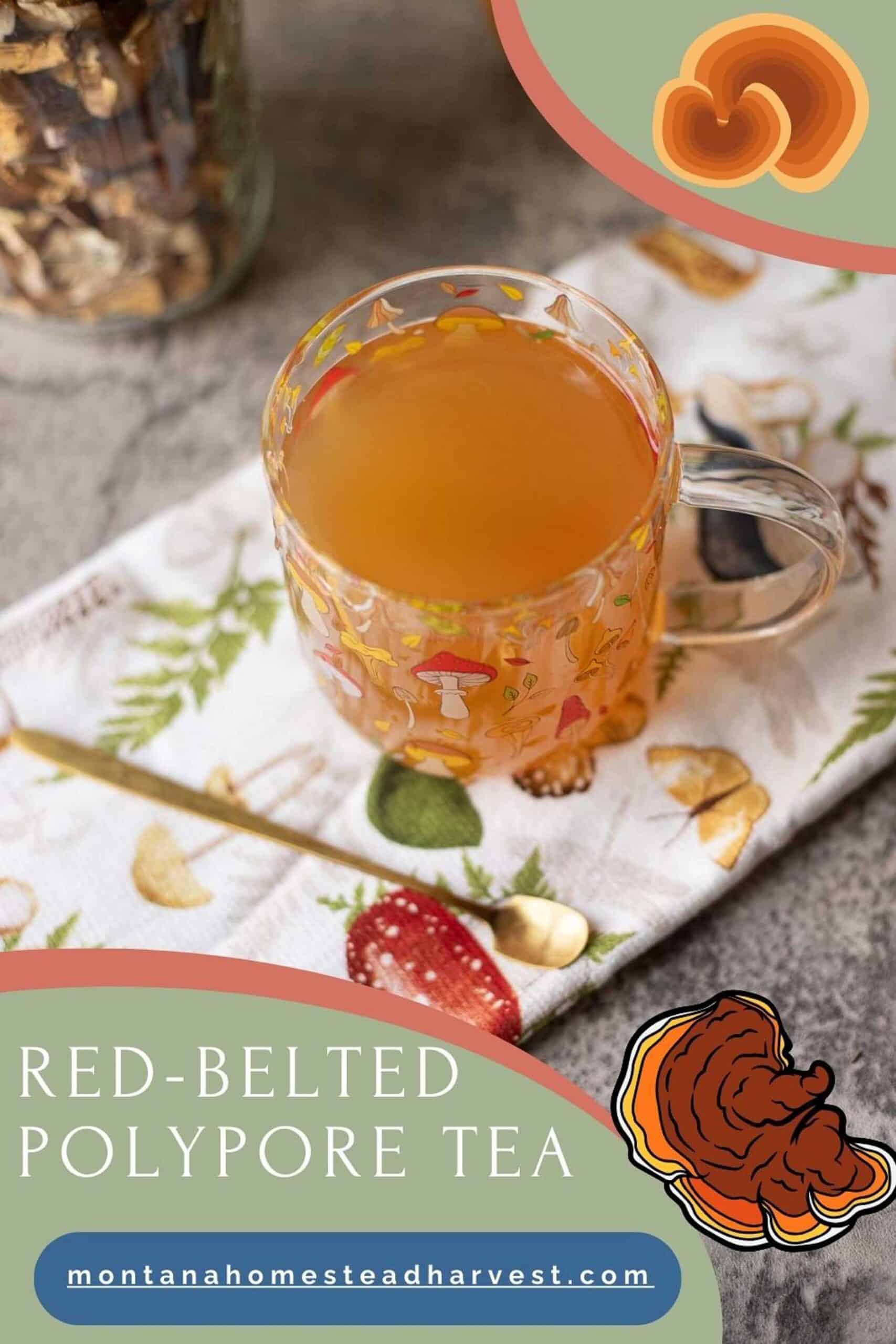 Red Belted Polypore: Identification, Tea, and Tincture ...