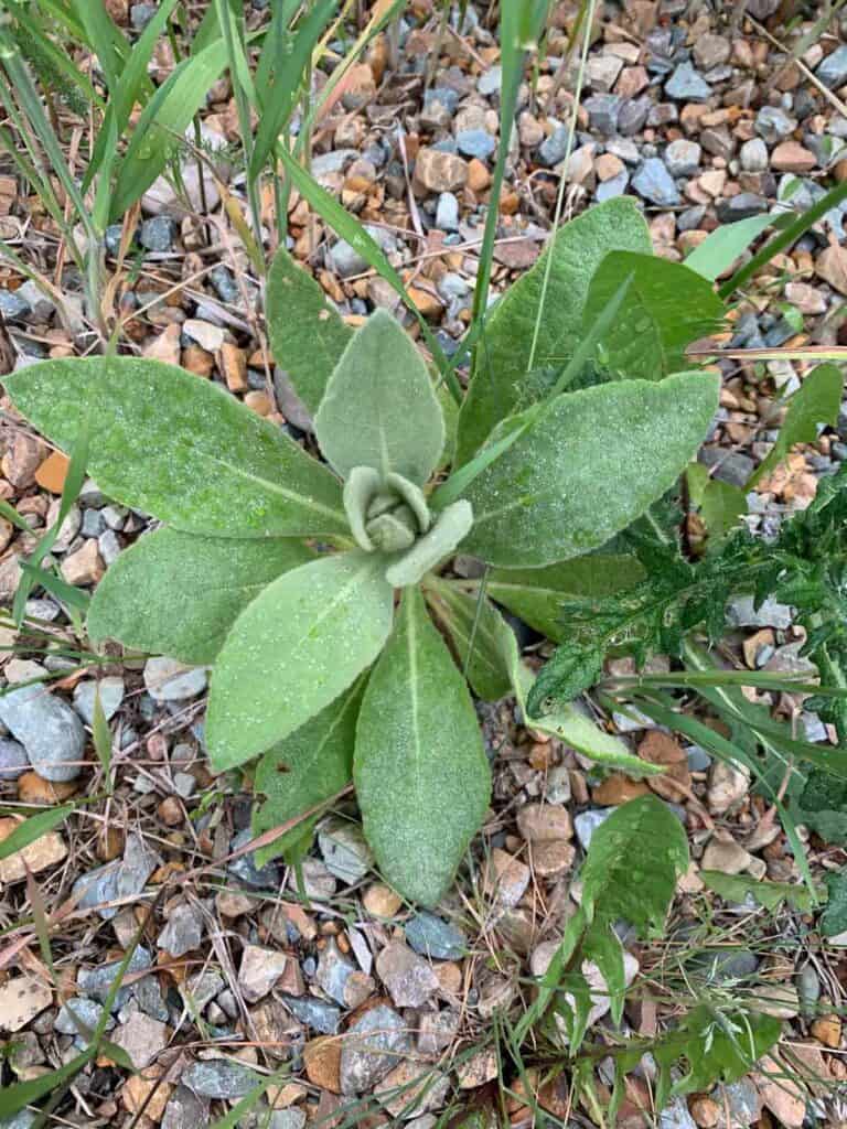 Mullein vs Lamb's Ear: How to Tell Them Apart | montanahomesteadharvest.com
