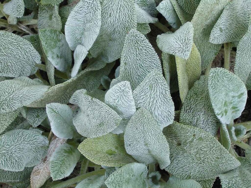 Mullein vs Lamb's Ear: How to Tell Them Apart | montanahomesteadharvest.com