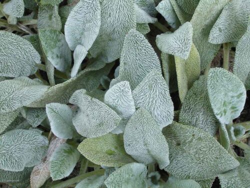 Mullein vs Lamb's Ear: How to Tell Them Apart | montanahomesteadharvest.com