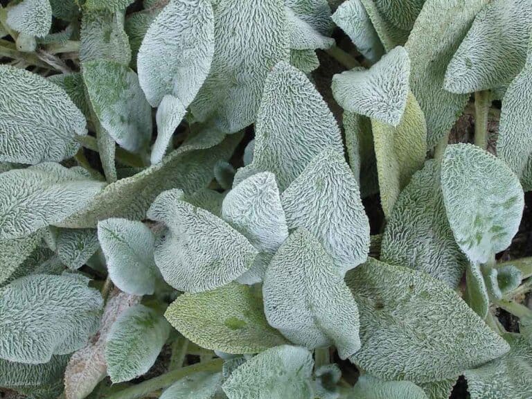 Mullein vs Lamb's Ear: How to Tell Them Apart | montanahomesteadharvest.com