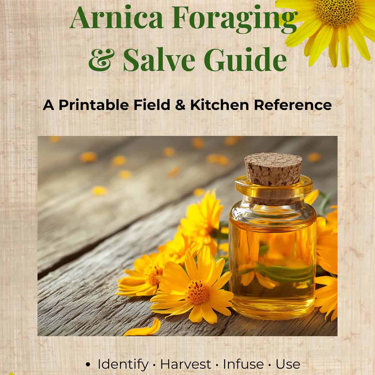 Arnica Foraging and Salve Guide | montanahomesteadharvest.com