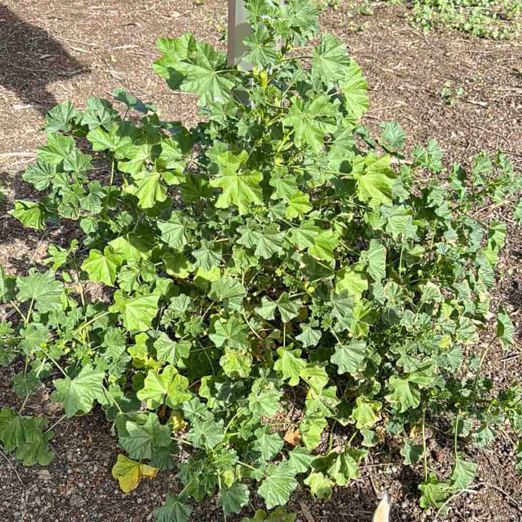 Cheeseweed: Edible Common Mallow | montanahomesteadharvest.com