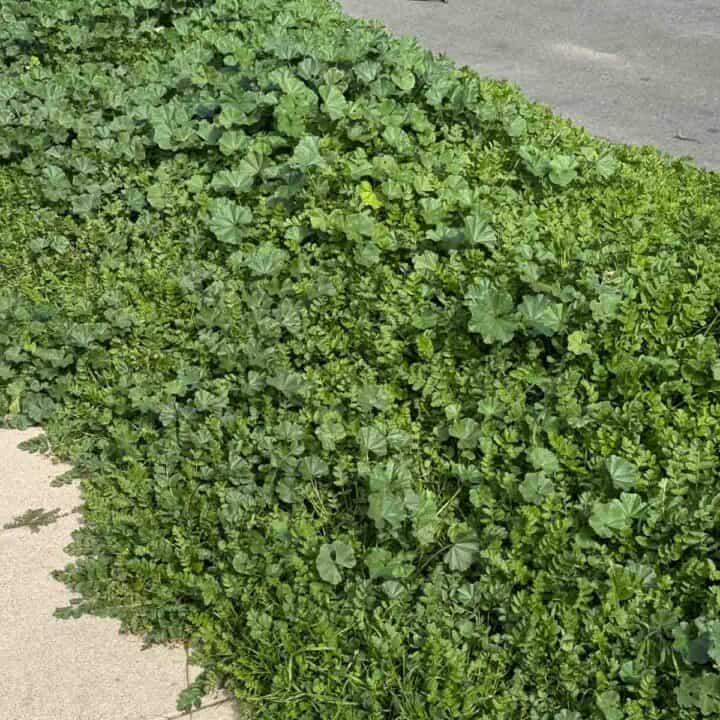 Cheeseweed: Edible Common Mallow | montanahomesteadharvest.com