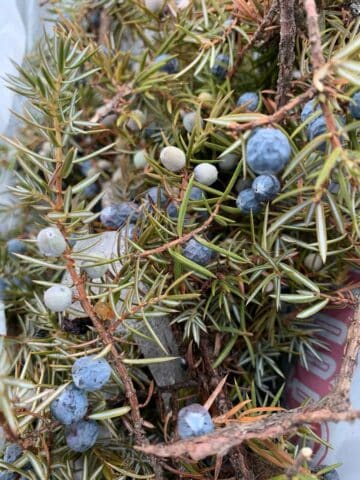 3-Step Juniper Berry Infused Gin | montanahomesteadharvest.com