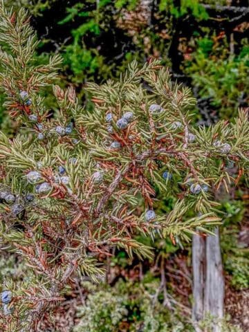 3-Step Juniper Berry Infused Gin | montanahomesteadharvest.com