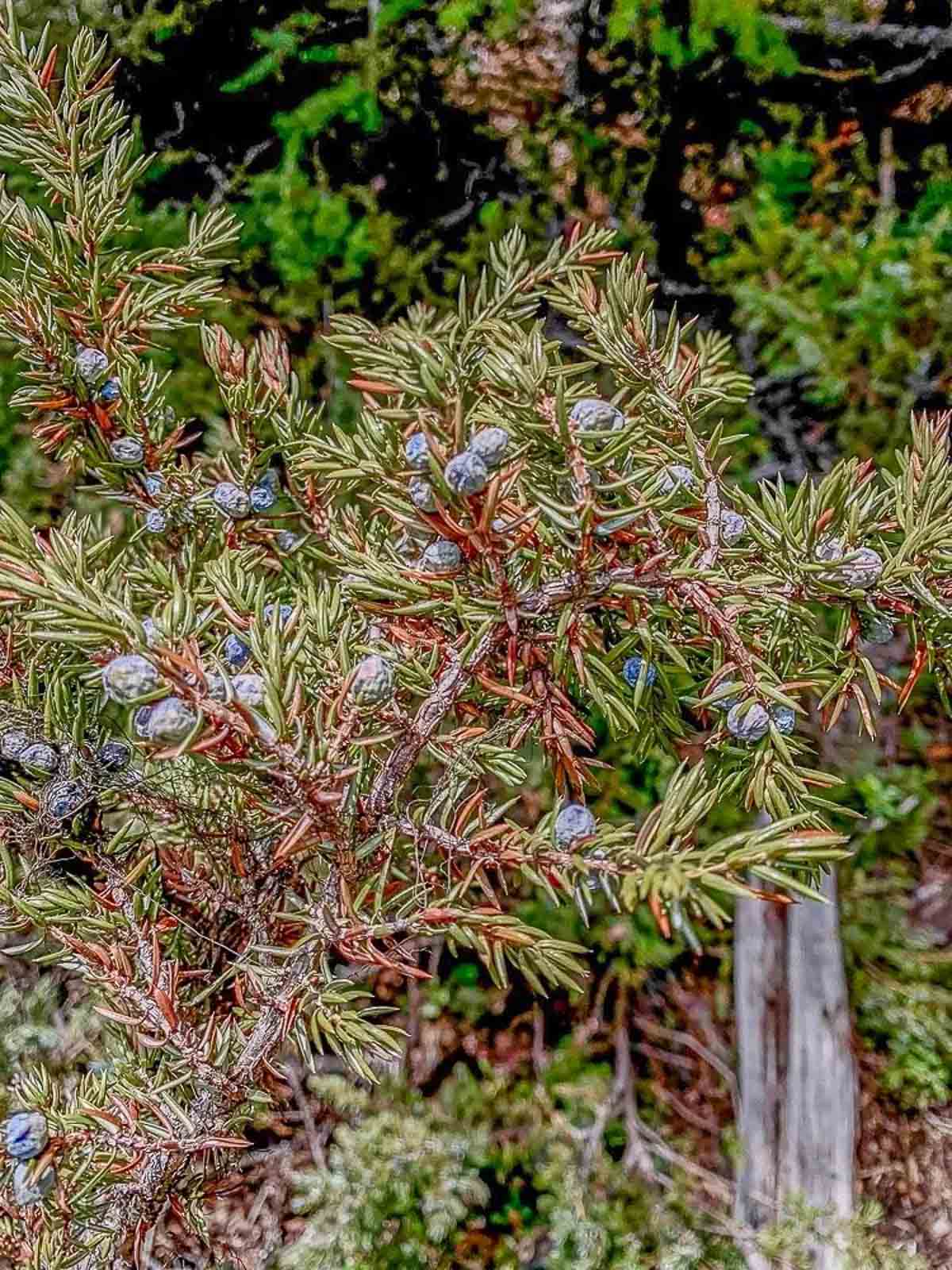 3-Step Juniper Berry Infused Gin | montanahomesteadharvest.com