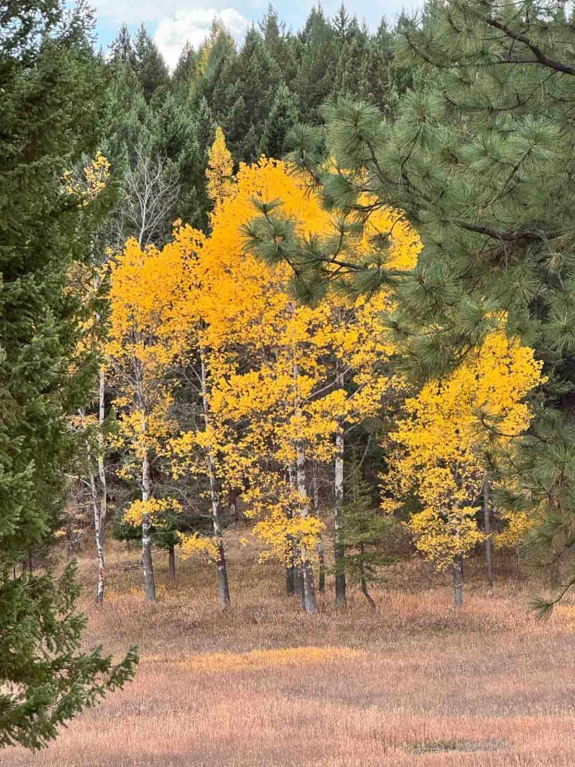 Birch vs Aspen: How to Tell Them Apart | montanahomesteadharvest.com